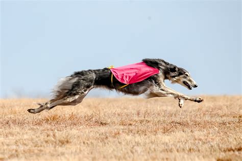Oxota Borzoi New Mexico Borzoi Breeder