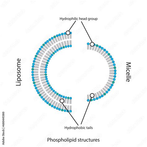 Diagram Showing Phospholipid Structures Liposome Micelle Monolayer