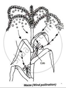 Explain The Pollination Process In Maize