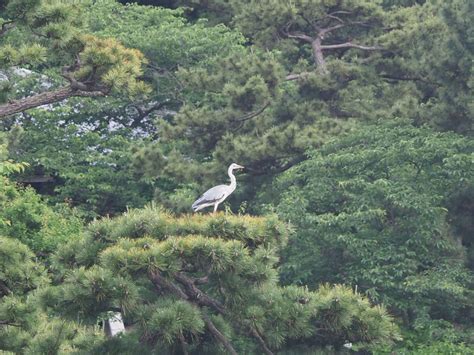 2022 三渓園のアオサギ GANREF