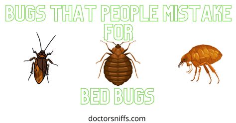 Flea Vs Lice