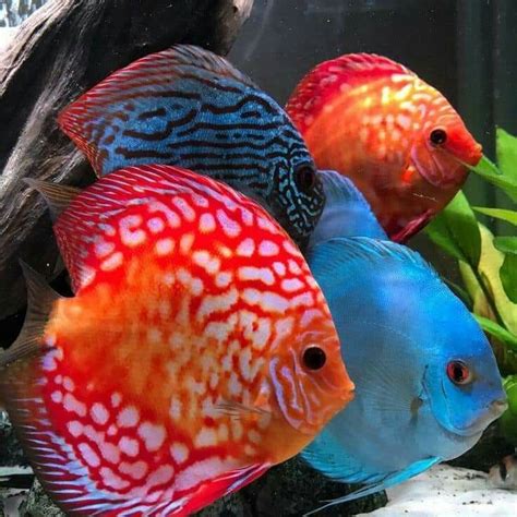 Colorful Freshwater Aquarium Fish