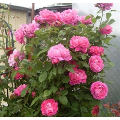 Поль Нерон (Paul Neyron)