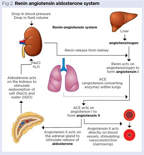 Adrenal Gland Function