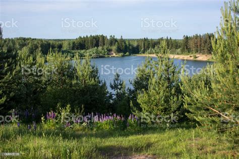 전나무나무와 흐린 하늘을 배경으로 숲이 우거진 산이 있는 아름다운 호수가 있는 여름 풍경 목재 재료에 대한 스톡 사진 및 기타 이미지 목재 재료 삼림 여름 Istock
