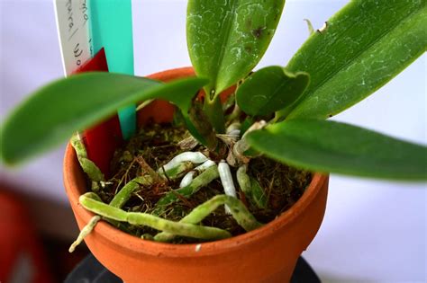 B8 C Maxima Rubra Natural World Am Aos Jc Aos Og 洋蘭 原種 カトレア R4 1019 ラン ｜売買されたオークション情報、yahooの