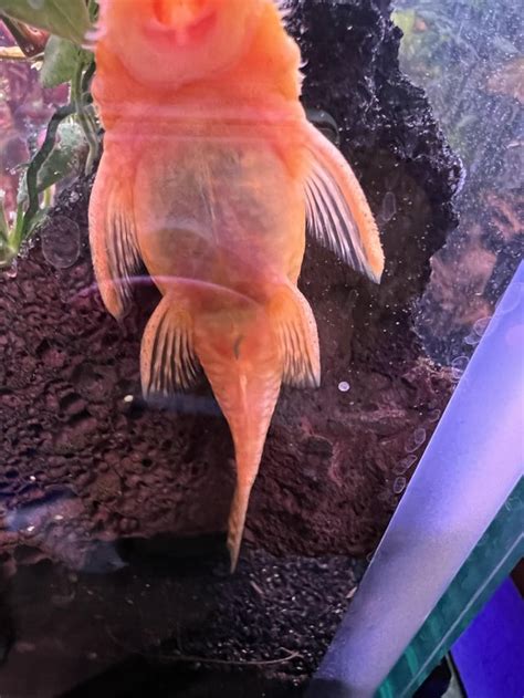 Sex My Pleco Please Its Around 3” Rpleco