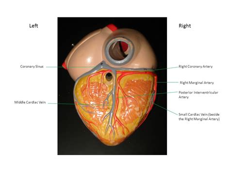 Posterior Interventricular Artery Middle Cardiac Vein