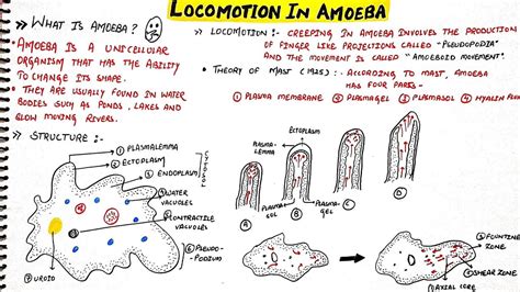 Amoeboid Motion