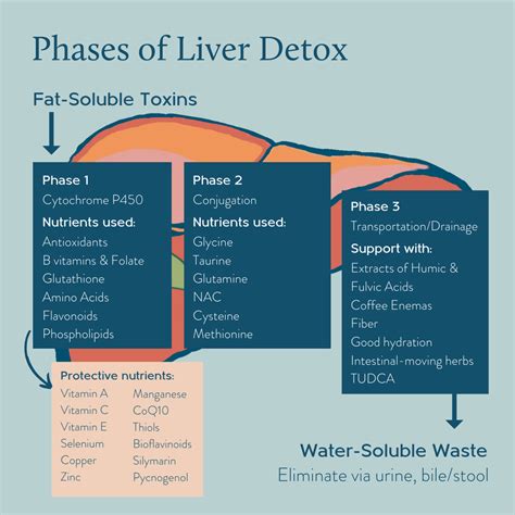 Your Liver Detox Process And Drainage Pathways — Healing Masters