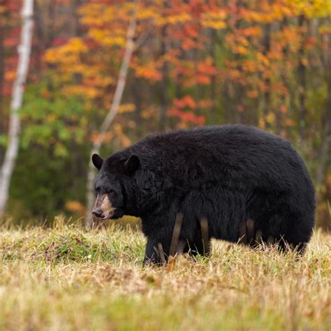 Ursus Americanus American Black Bear International Association For