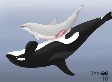 Rule 34 2010 Cetacean Dolphin Female Feral Internal Male Marine Orca Penis Pussy Sex Size