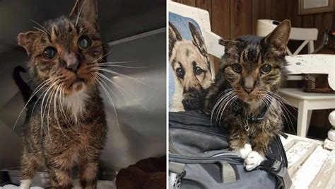 15 Year Old Shelter Cat Finally Meets His Forever Humans