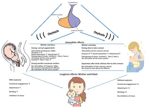 Oxytocin Hormone Function
