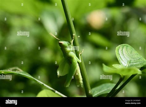 Grasshopper On Tree With Natural Green Background Insect Pests In Tropical Areas Stock Photo
