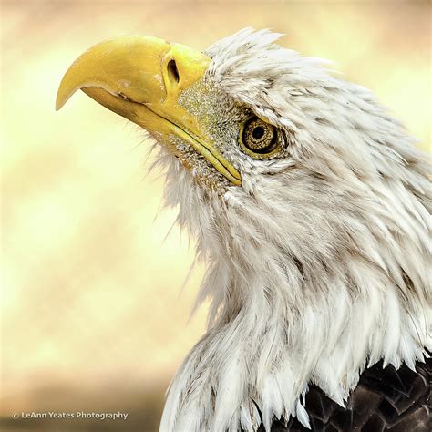 Bald Eagle Portrait Photograph By Yeates Photography Pixels