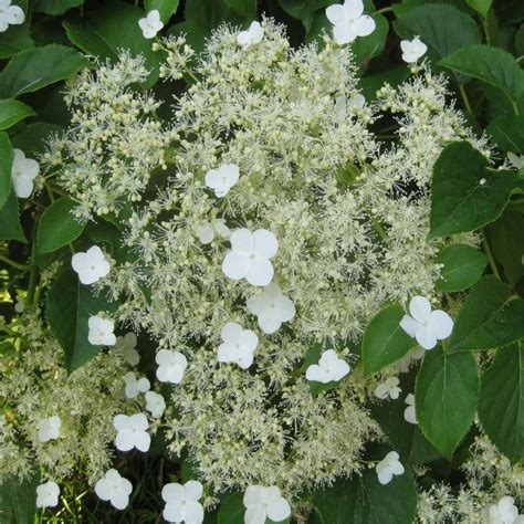 Hydrangea Petiolaris Climbing Hydrangea 6 7ft Specimen Climber