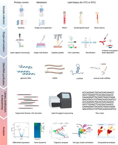The Overall Workflow Of Single Cell Sequencing Scs Single Cells Are Download Scientific