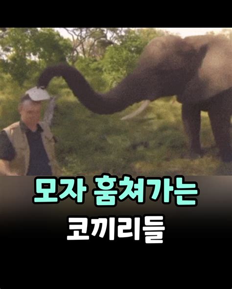 Z2 ㅠㅠㅠㅠㅠㅠㅠ 아이고 아직 잘지내고 있는줄 알았음 ㅜㅜ 출처 온라인커뮤 저작권 등 문제 있을 시 Dm 보내주시면 바로 조치 하겠습니다 유머