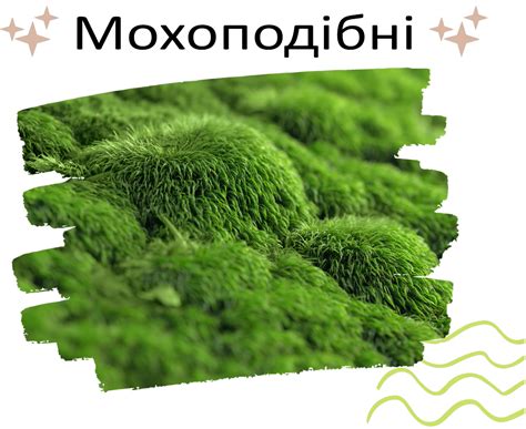 Біологія 7 клас НУШ Практична робота Порівняння будови різних представників вищих спорових рослин