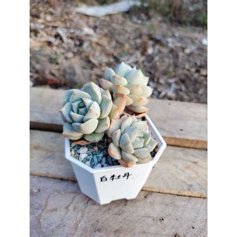 白牡丹多肉植物一物一拍 露養穏根35吋 蝦皮購物