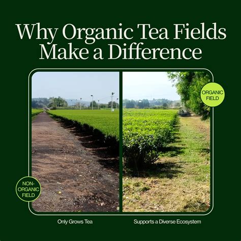 Kaufen Sie Unser Matcha Tee Sampler Nio Tees Nio Teas