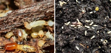 How To Remove Termites From Mulch 10 Helpful Steps 2025