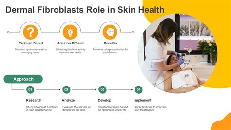 Dermal Fibroblasts Role In Skin Health Dermis Model Ppt Example Acp Ppt Slide
