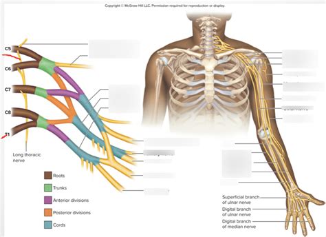 Brachial Plexus Diagram Quizlet