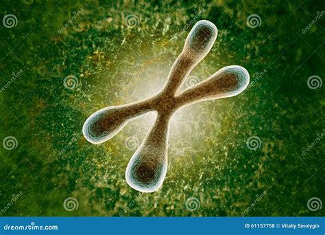 Telomeres Stock Illustration Illustration Of Exam Imagination 61157758
