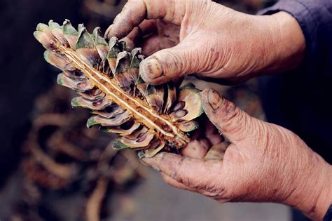 松果松子带松子的松果第10页大山谷图库