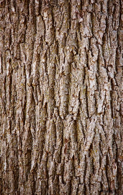 Tree Bark Pattern