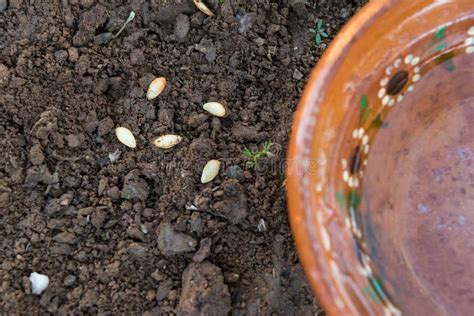 Seeds Ready To Plant In Moist Soil Clay Pot Next To It Stock Image Image Of Plant Hedge