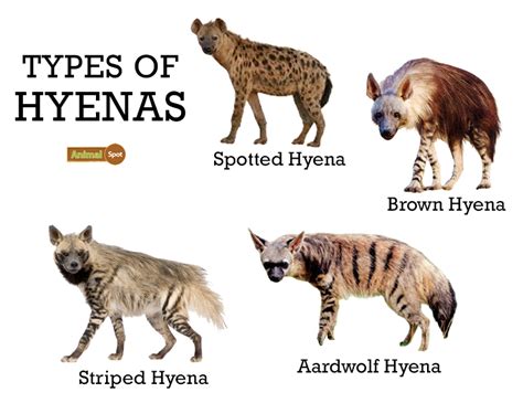 Hyena Pet