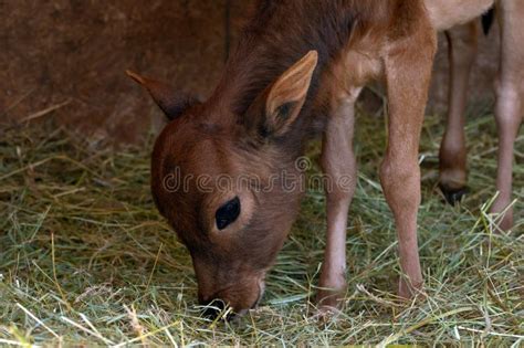 Brown Miniature Cow Is Eating Hay In The Farm Barn Stock Image Image