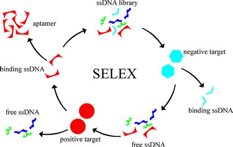 Development Of Aptamers In Ophthalmology Ijn
