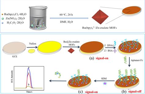 Schematic Diagram Of The “on Off On” Type Ecl Aptasensor For Sdm Detection Download Scientific