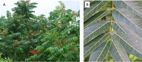Ailanthus Silvics Of North America