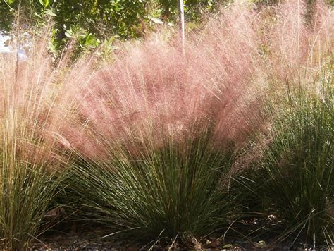 Guía Completa Y Actualizada De La Muhlenbergia Capillaris Cultivo