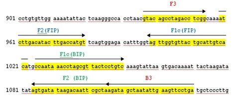 Application Of Nested Pcr And Loop Mediated Isothermal Amplification