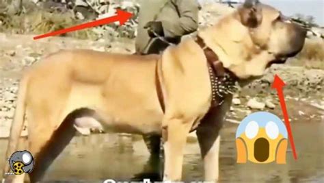 فیلم جنگ دو سگ سرابی