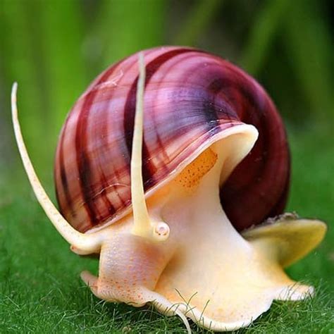 3 Assorted Live Mystery Snails Color Mix Great For
