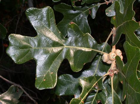 Quercus Stellata Fagaceae