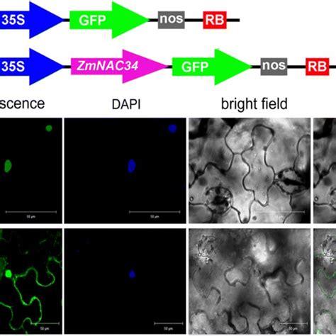 Subcellular Localization Analysis Of Zmnac34 A Schematic Download Scientific Diagram