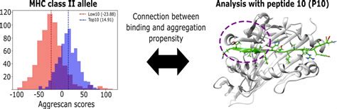Connection Between Mhc Class Ii Binding And Aggregation Propensity The Antigenic Peptide 10 Of