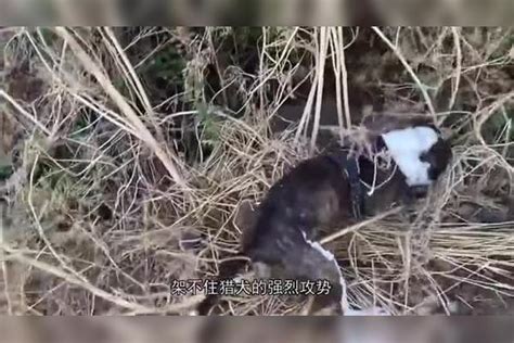 猎犬发现草丛有动静，立马冲上前战斗，拖出来后把主人吓一跳！动静草丛战斗