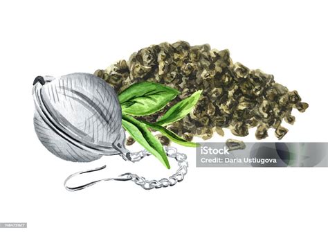 화약 찻잎 신선하고 건조하고 양조 체 손으로 그린 수채화 그림 흰색 배경에 격리 건강관리와 의술에 대한 스톡 벡터 아트 및 기타 이미지 건강관리와 의술 건강한 생활방식