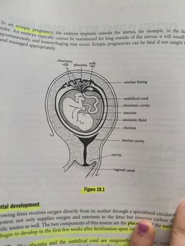 Developmental Biology Flashcards Quizlet