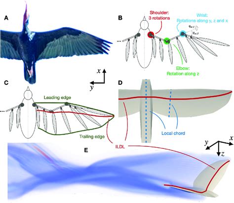 Various Models Are Used To Capture The Bird In The Simulation Download Scientific Diagram