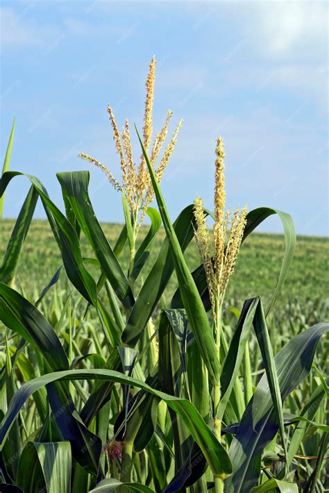 Premium Photo Closeup Of Corn Plants With Tassel